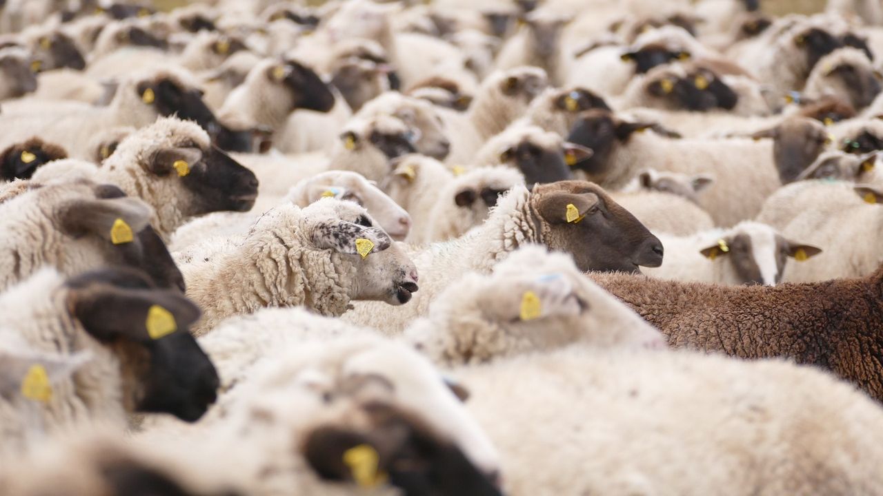 More Than 120 Sheep Stolen In Worksop News Hits Radio South Yorkshire
